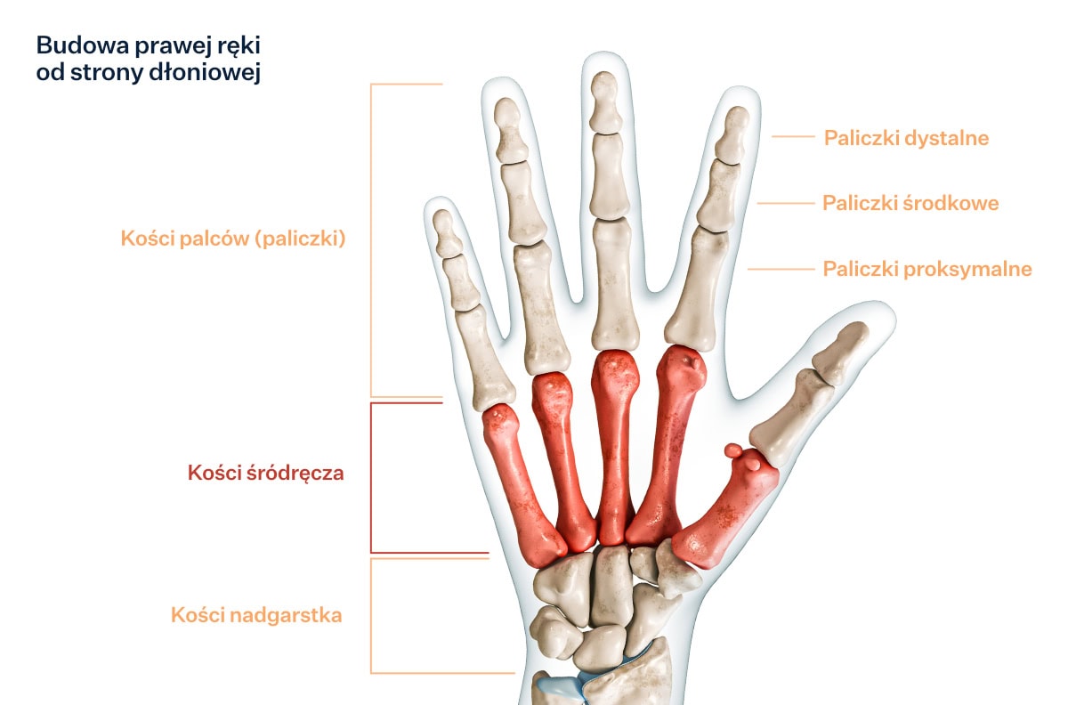 Ręka: budowa, urazy i choroby, leczenie i fizjoterapia – Form Grupa ...